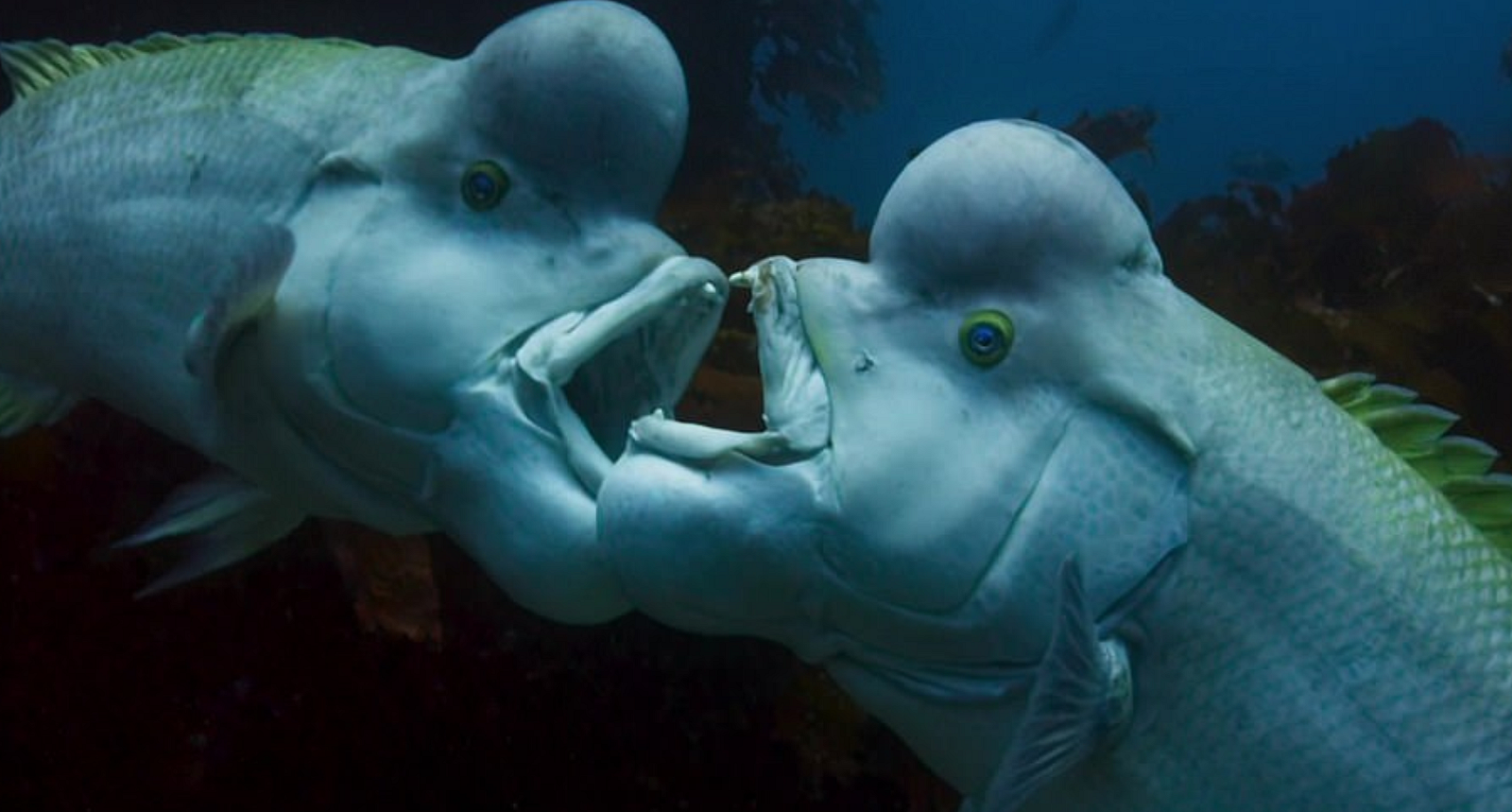 Three entrepreneurial lessons learned from a Tusk Fish, a transgender ...