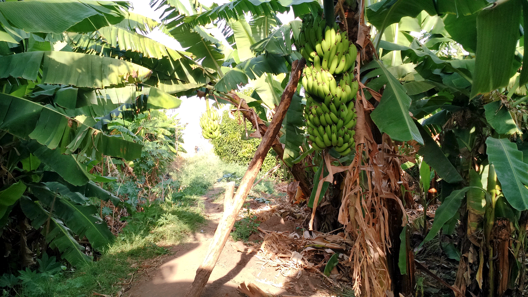 Contrasting fortunes of two banana farms – Starting in Ethiopia – Medium