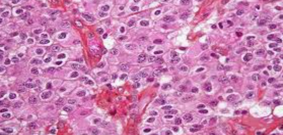 6 Best Online Histology Courses - Fitmedic
