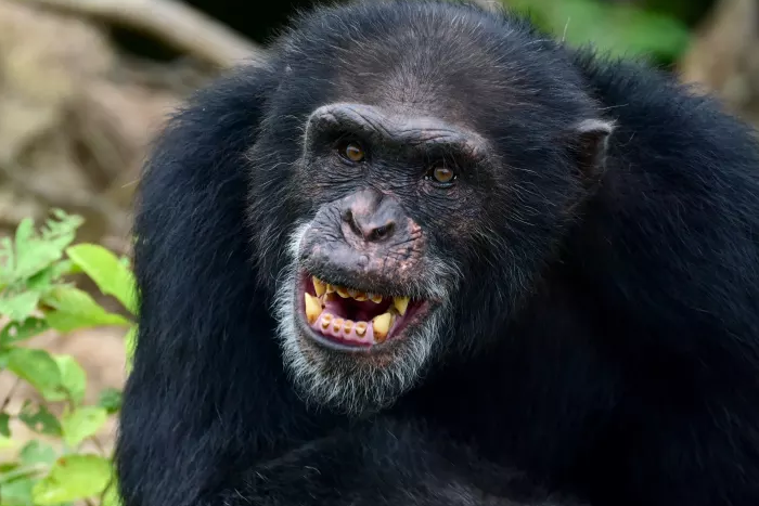 RANKED: Apes, And How Scared I Am Of Them – THE SHOCKER – Medium