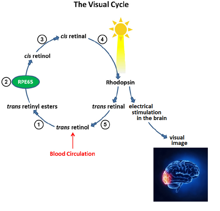 First FDA Approved Treatment for an Inherited Blindness May Be on its Way