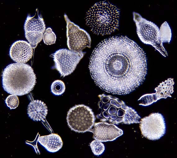 Radiolaria – Visceral Conclusions – Medium