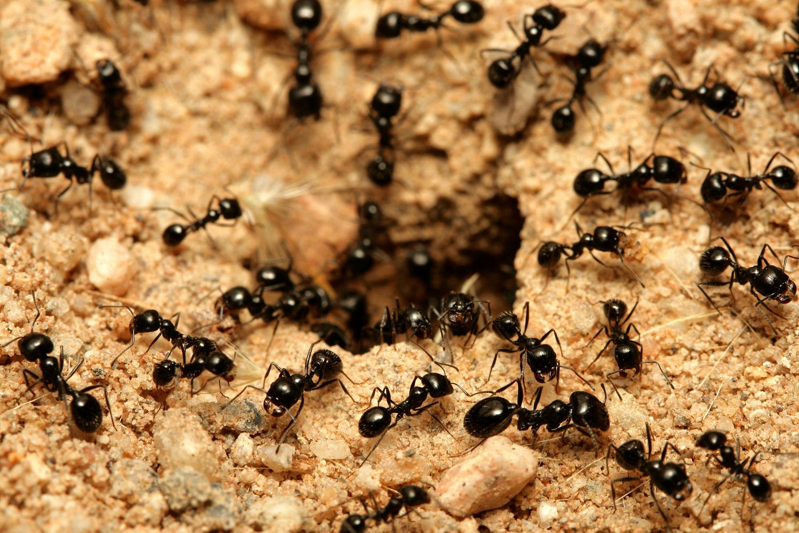 Ants - the Formidable Formicidae – Vic Elaiyavalli – Medium