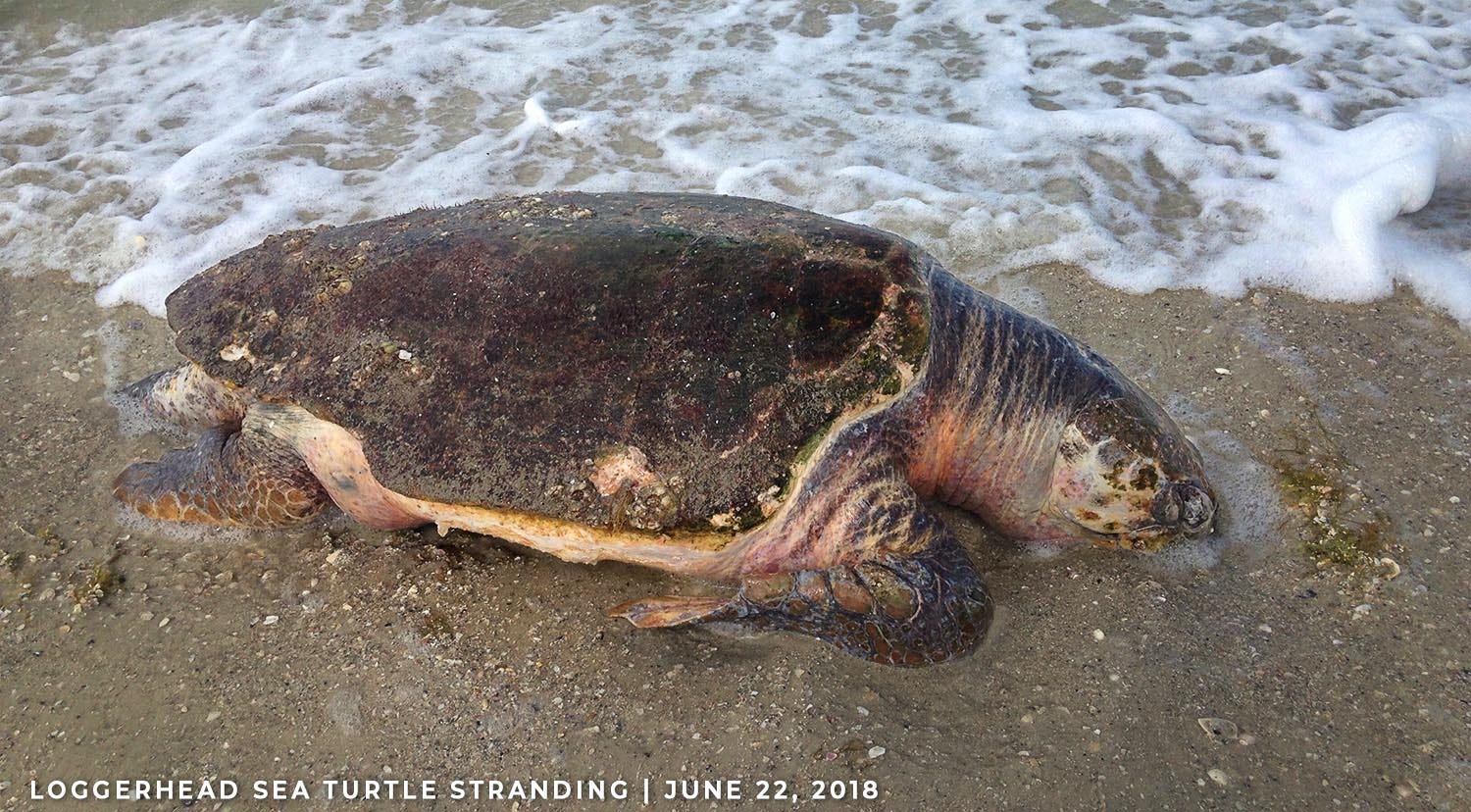 You Ask, We Answer: Distressed Sea Turtles – Environmental Science ...