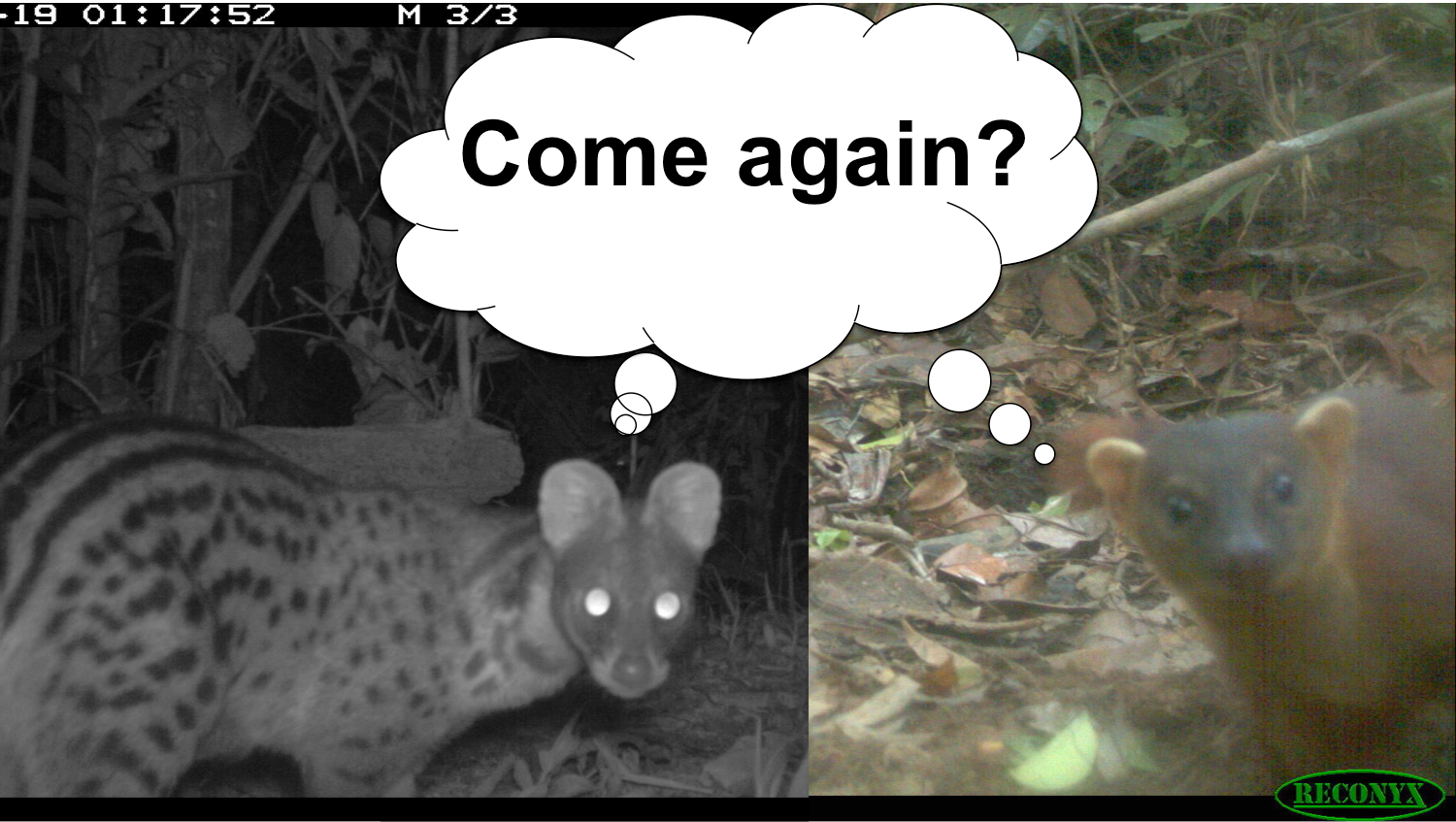 Makira Lessons: Why Do Fosa Eat Soap (Or, Euplerids Are Enigmas)
