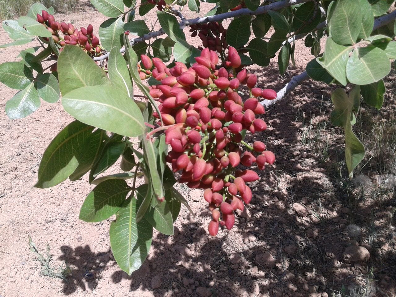 Pistachio Tree