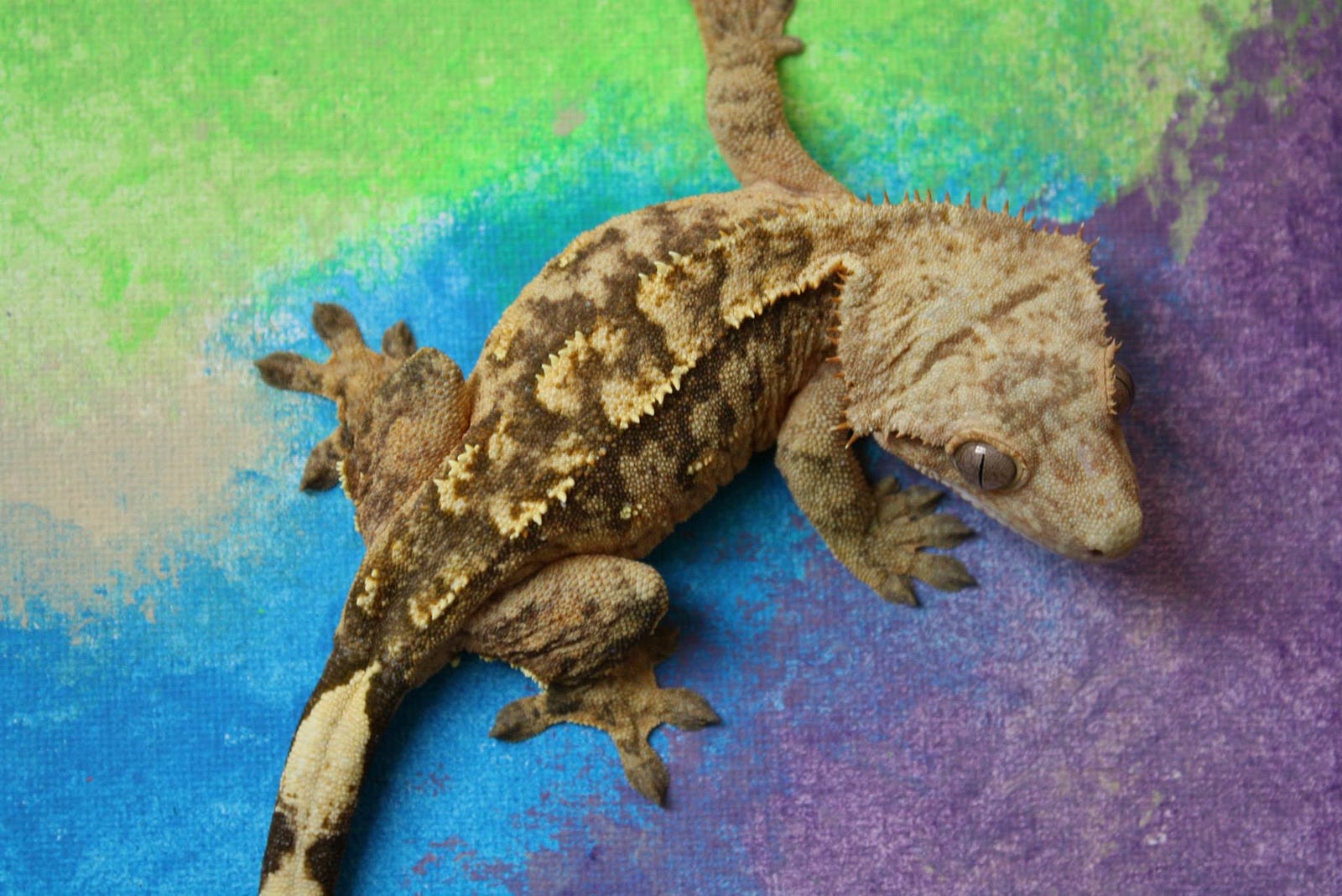 How To Breed Crested Geckos – Hunter Byrd – Medium
