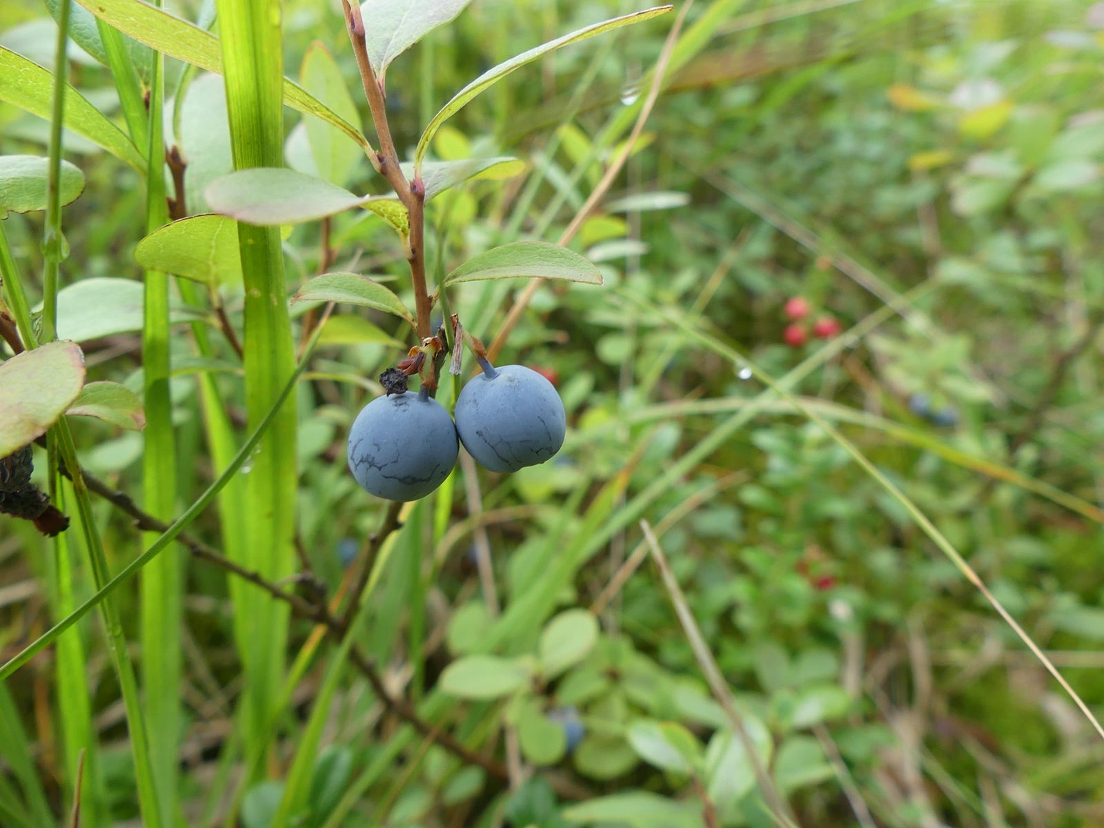 The 5 best wild Scandinavian berries to eat – Eline Van Breda – Medium