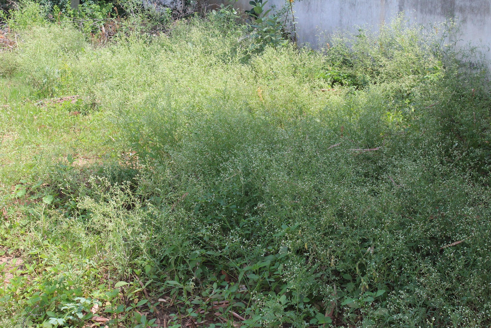 Congress Grass-Threat to our Ecosystem – Raamesh Keerthi – Medium
