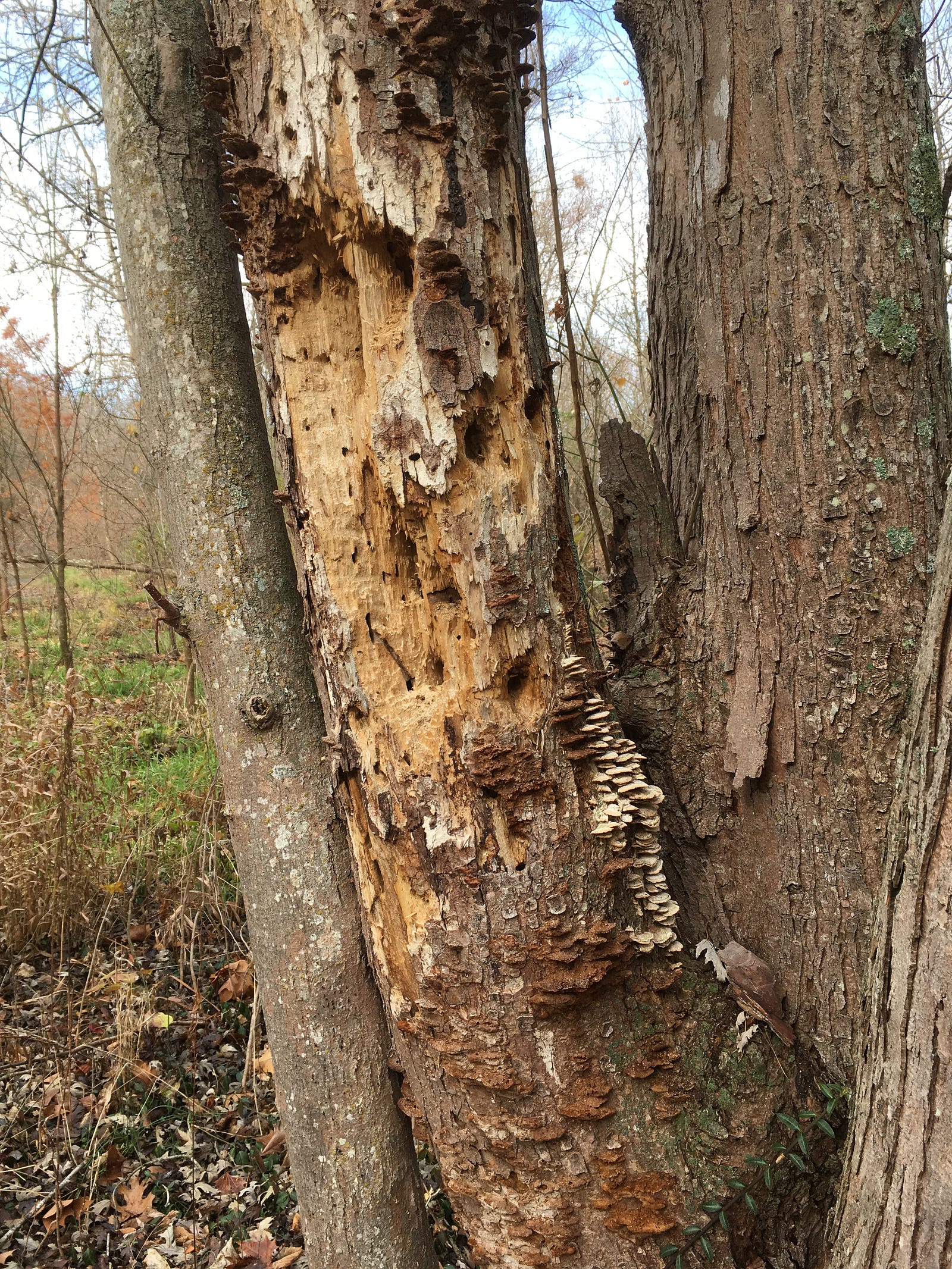 What we are looking at: A dead tree that has evidence of termite ...