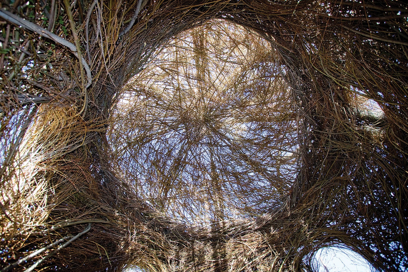 Lookout Tree – Princeton Arch Press – Medium