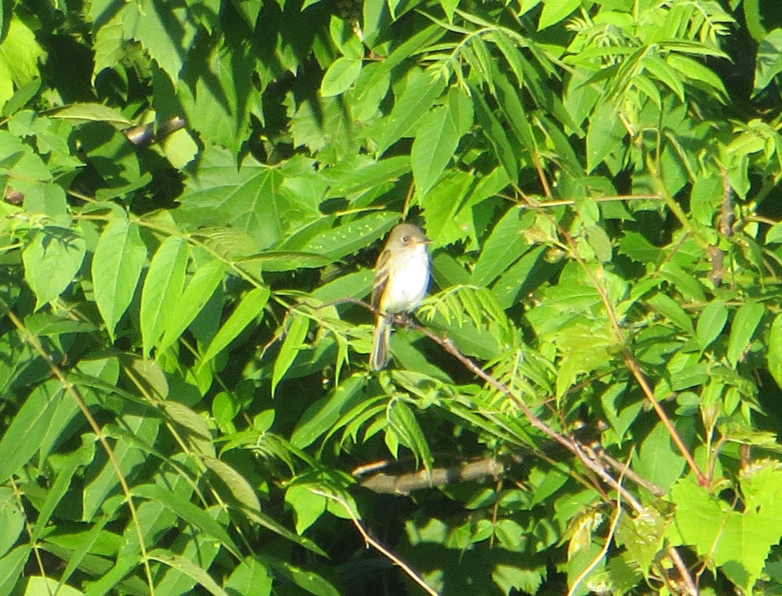 Natural Hamilton in Pictures: Birds – Natural Hamilton in Pictures – Medium