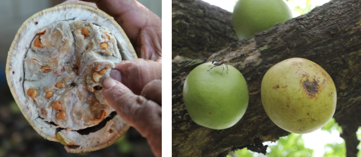 The Fruit of the Morro Tree [Crescentia alata] – Scott Meadows-Chowdhry ...