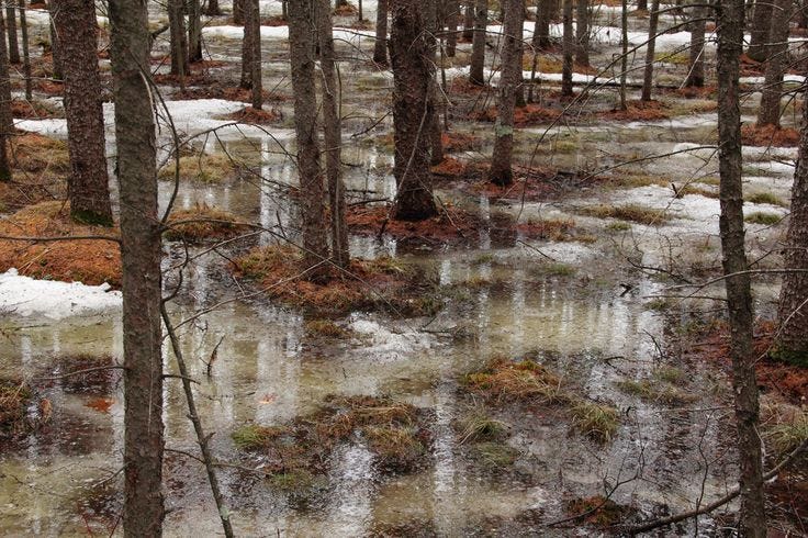Swamps Defined by Their Trees – Mariecor Agravante – Medium