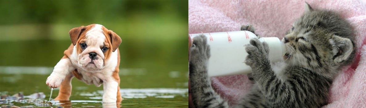 Understanding Machine Learning—with pictures of cats and dogs.