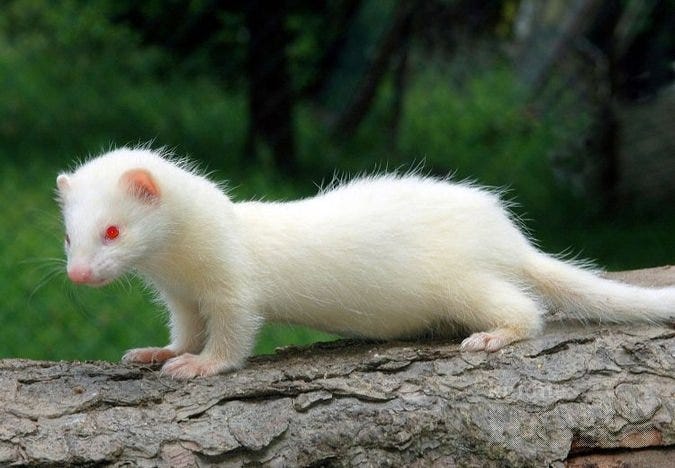 European Polecat Vs Domestic Ferret: Which One Is Best As a Pet
