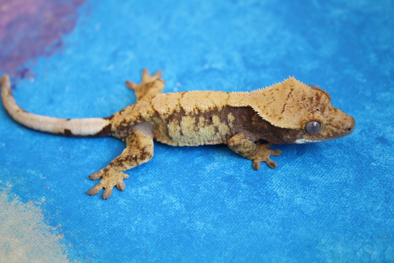 Crested Gecko Morphs — Demystified – Hunter Byrd – Medium