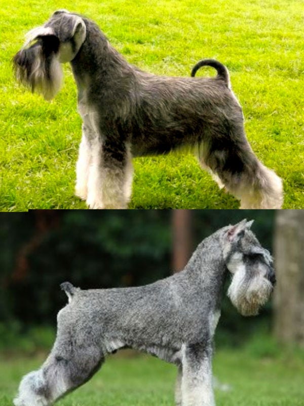 Si los perros nacieron con cola y orejas largas ¿Quién dijo que se ven ...