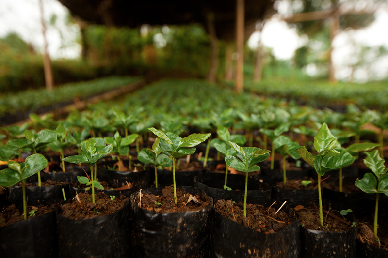 How is the coffee you love produced? – Invironment – Medium