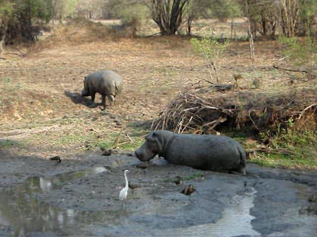 The HiPPO and the Amplitude of the Savannah Lake – Lean Startup Circle ...