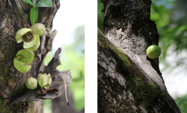 The Fruit of the Morro Tree [Crescentia alata] – Scott Meadows-Chowdhry ...