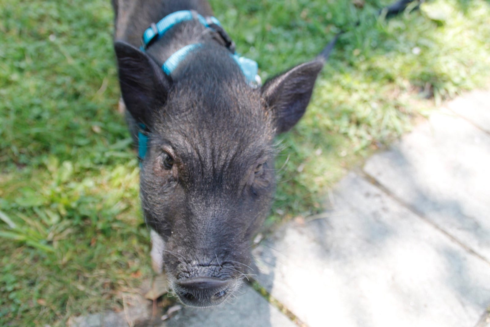 10 razones para TENER un minipig – Cayetana. Como cuidar a un cerdo ...