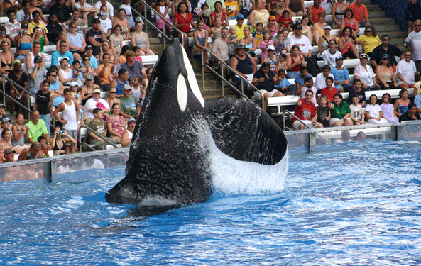 5 Reasons why Seaworld needs to be closed down. – Peter Doak – Medium