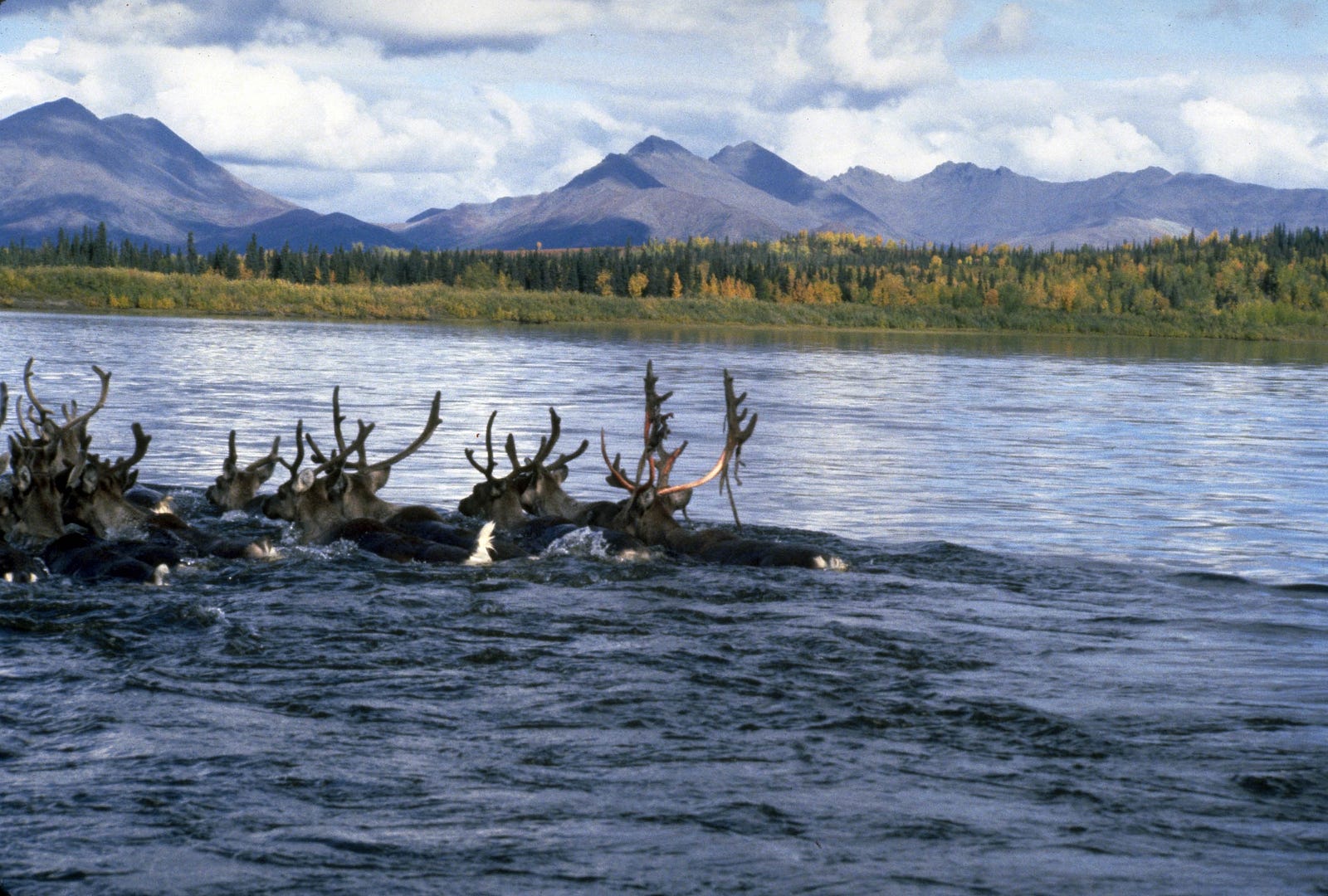 10 things you never knew about reindeer – BBSRC – Medium