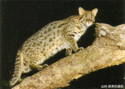 Let’s go see the Tsushima Leopard Cat! – International House – Medium