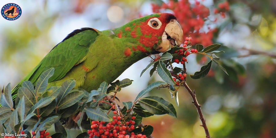 The Parrot Trade in Peru: A Local Perspective – Wild Without End – Medium