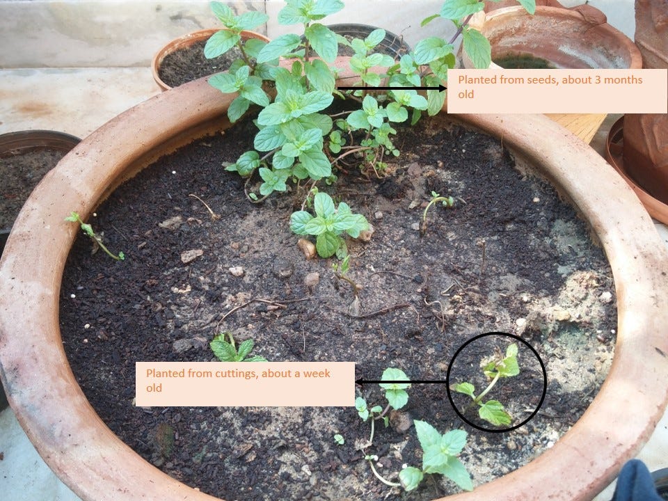 2.0 Growing a Pudina (Mint) plant – Kavina Patel – Medium