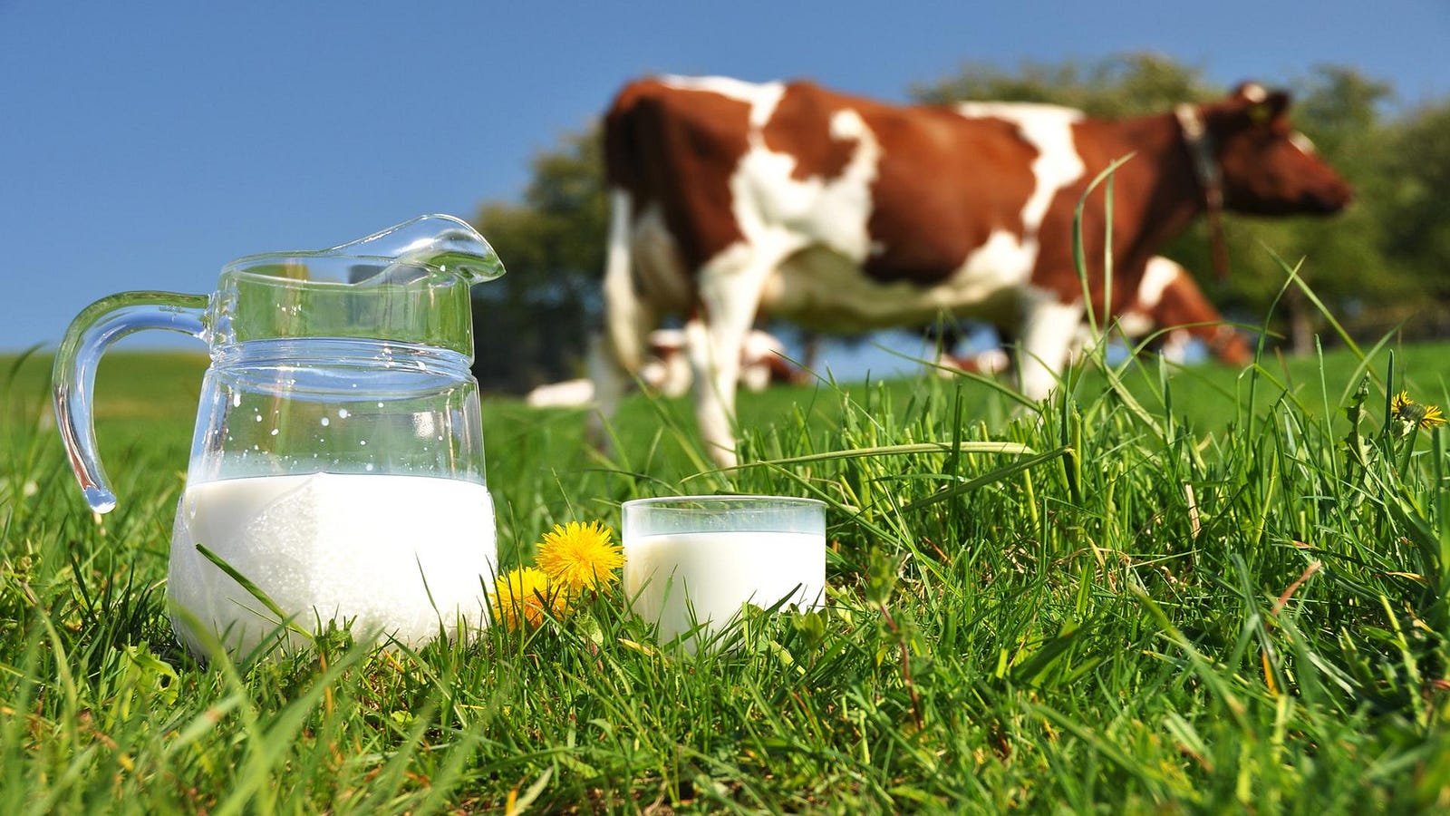 HEALTH BENIFITS OF COW MILK | Godhan.in – Godhan – Medium