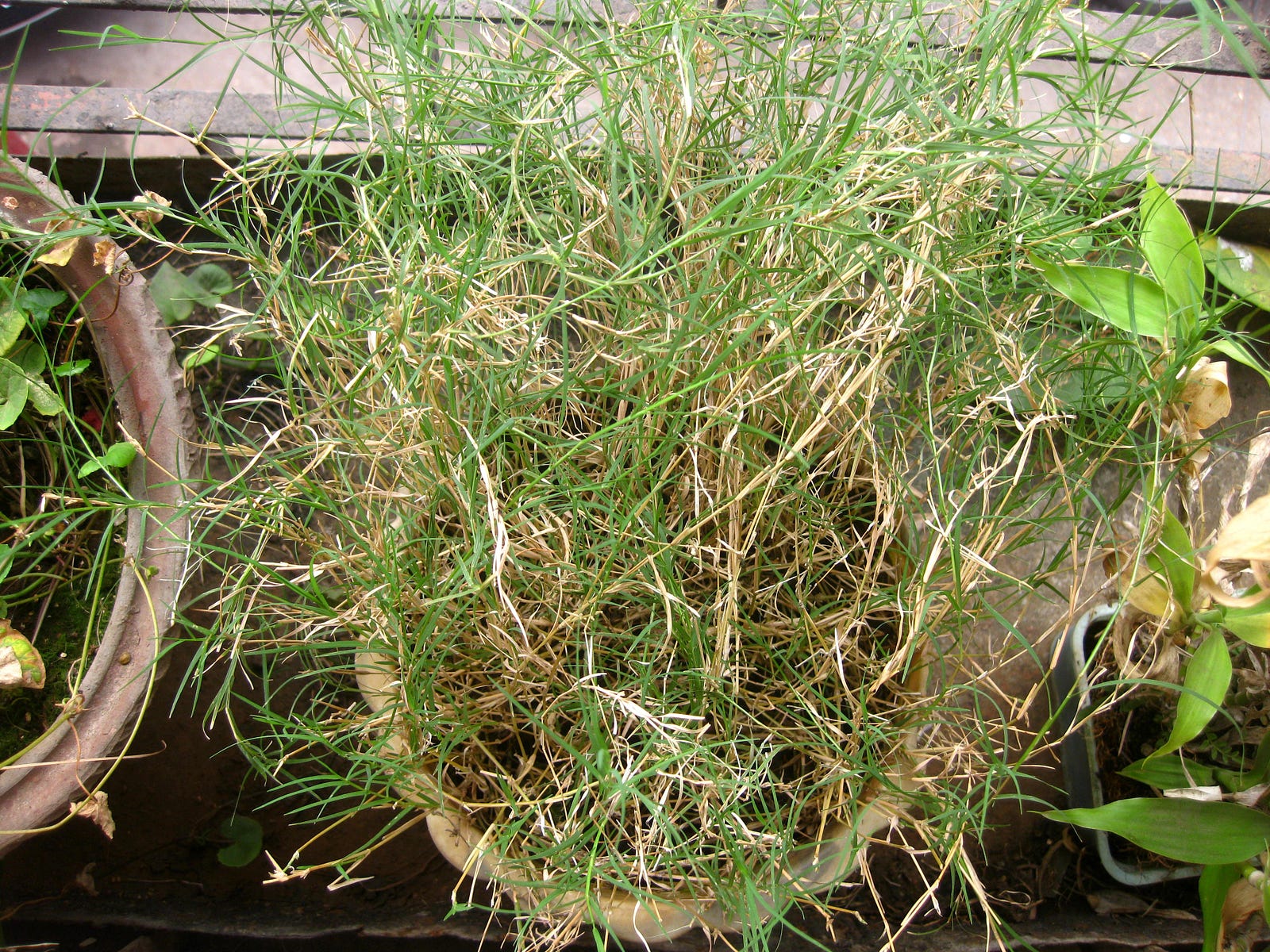 The plants in my garden – Anubha – Medium