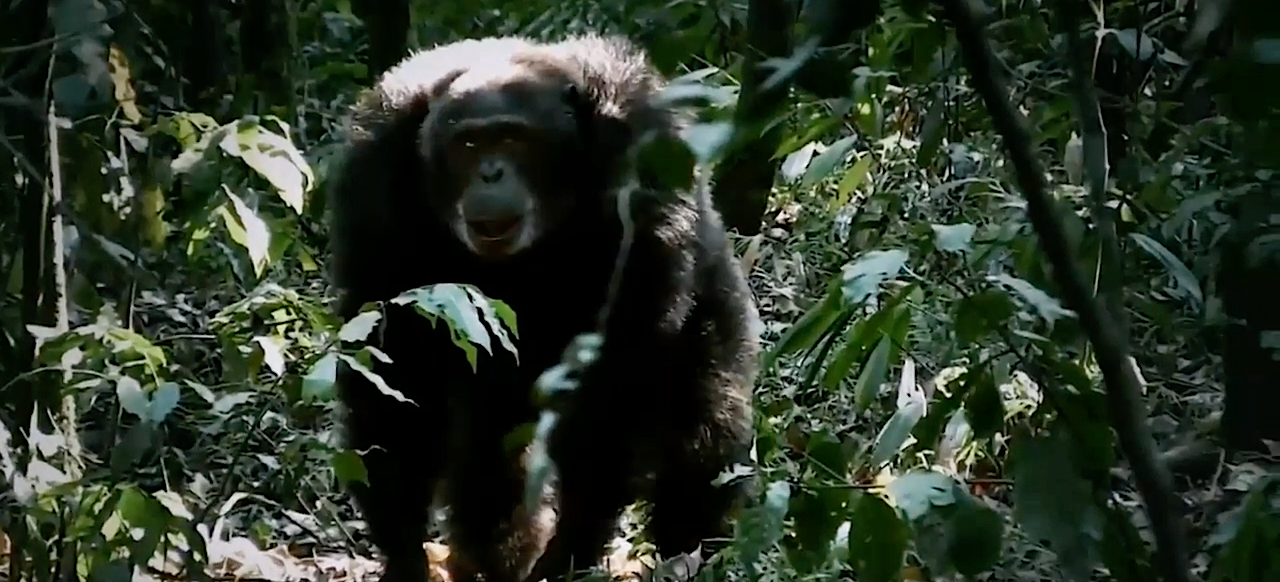 How to Become an Alpha Male (in a chimpanzee tribe)