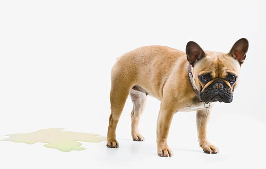 Por esto es que tu perro orina dentro de casa ¡Así lo puedes solucionar!