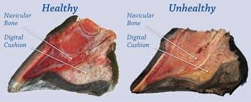 Navicular Disease in Horses – Phillip Kapraun – Medium