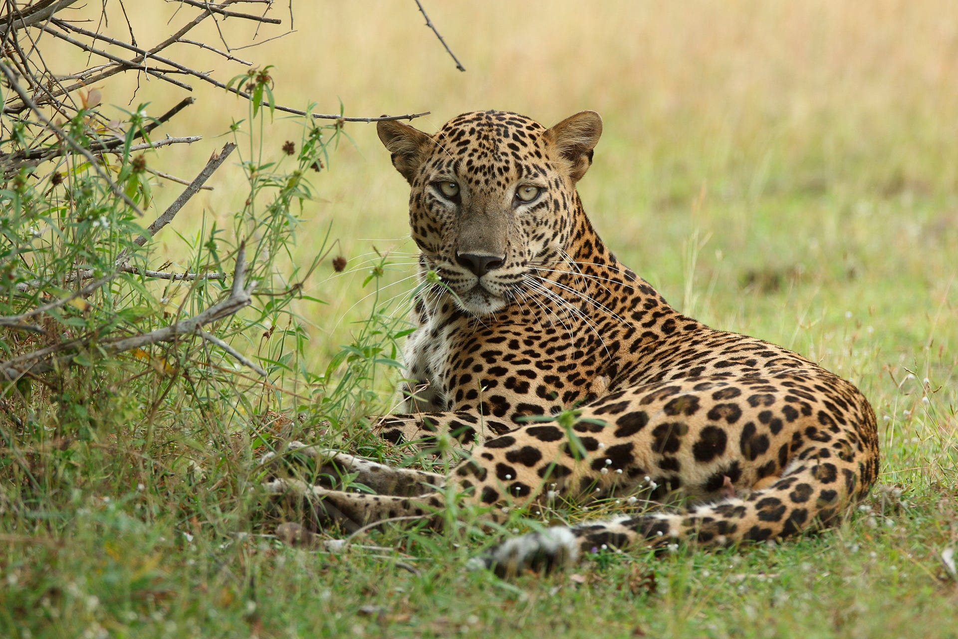 In Sri Lanka, Leopards Cling to Survival Among Old Landmines