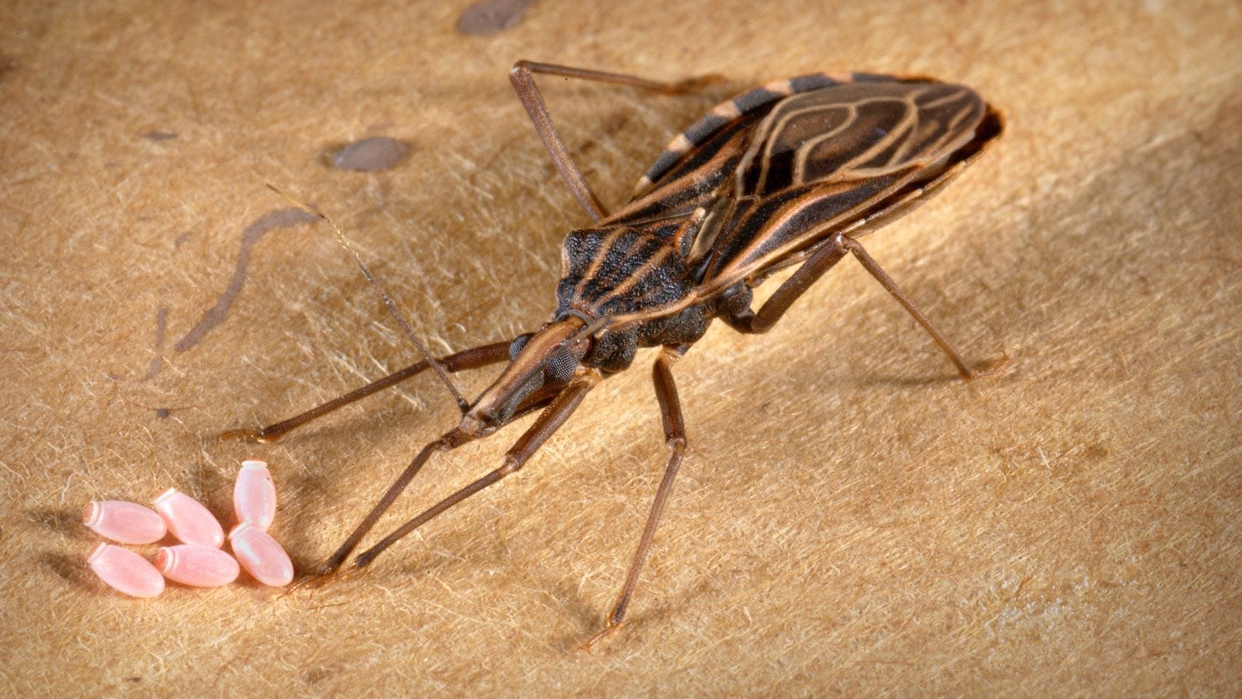 Chagas Disease More Prevalent in US Than Thought – MIT Scope