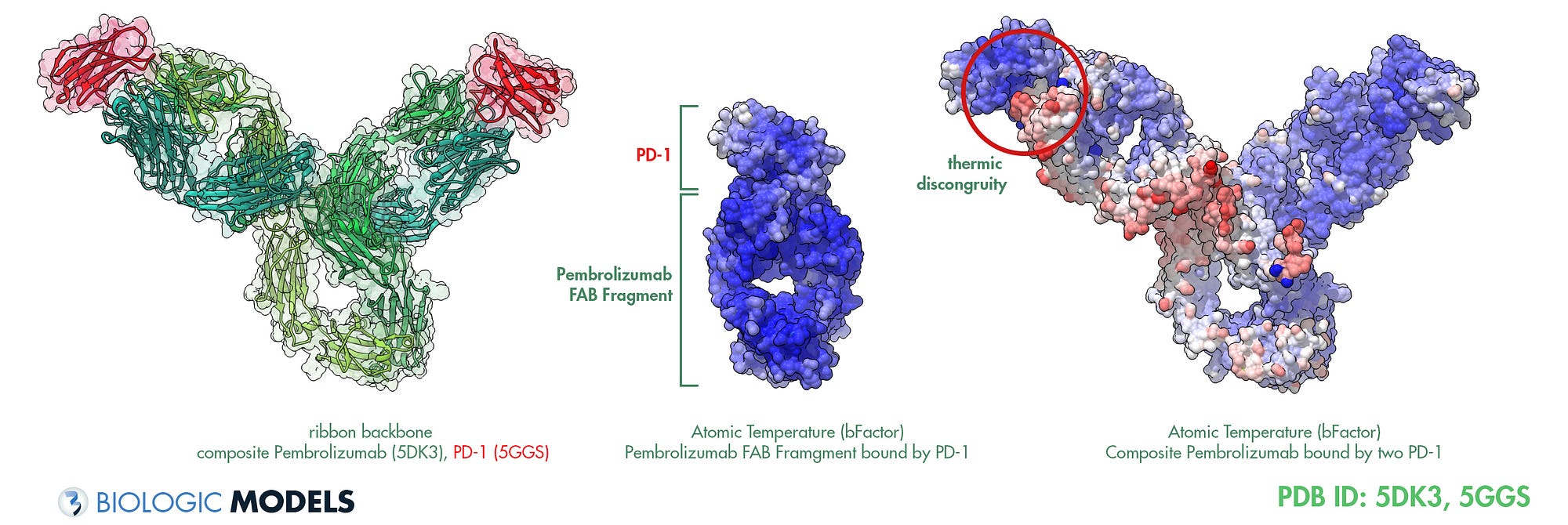 Comparative Analysis Pembrolizumab and PD-1 Receptor Binding Properties