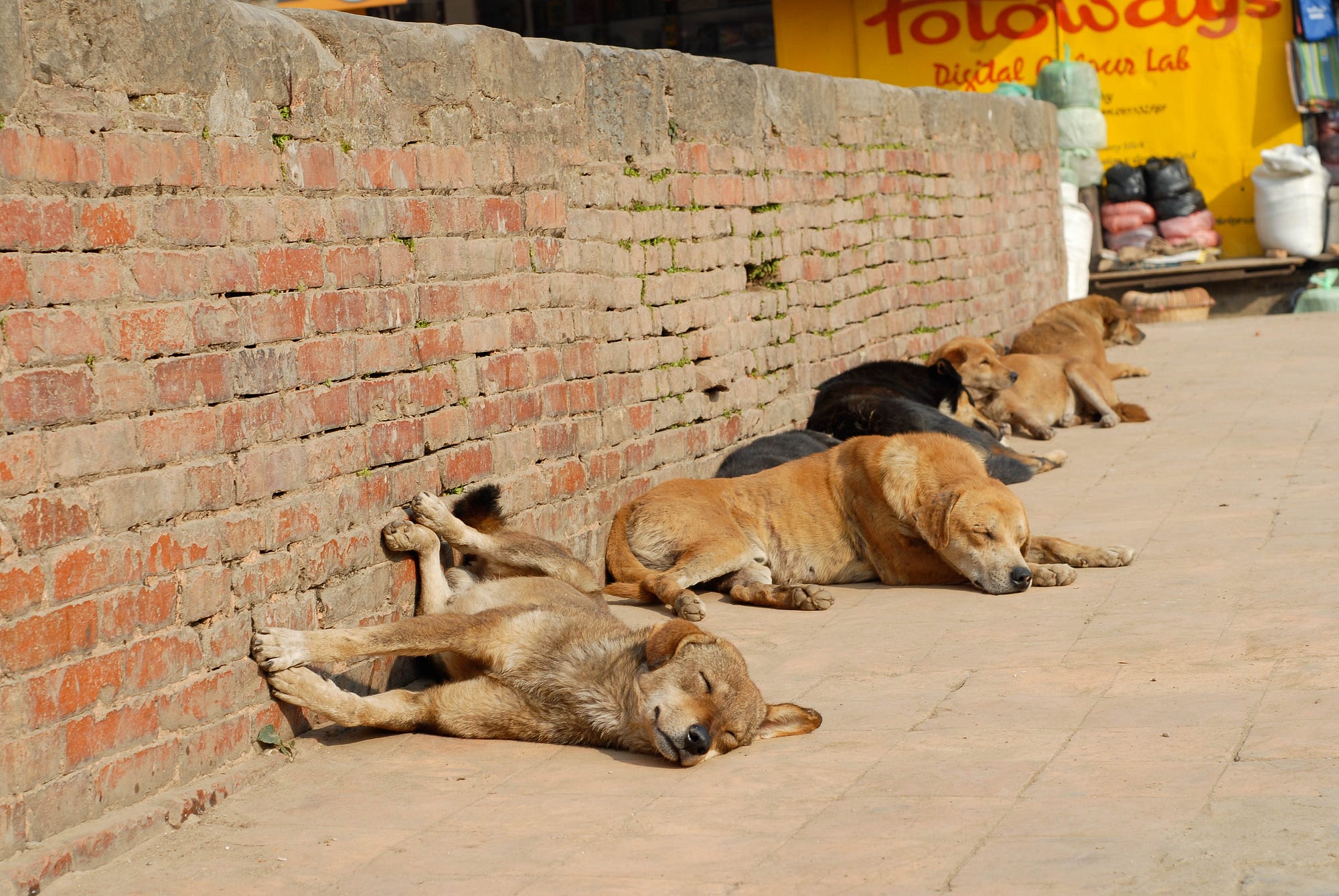 Meet the Abandoned Animals Adopted by Buddhist Monks