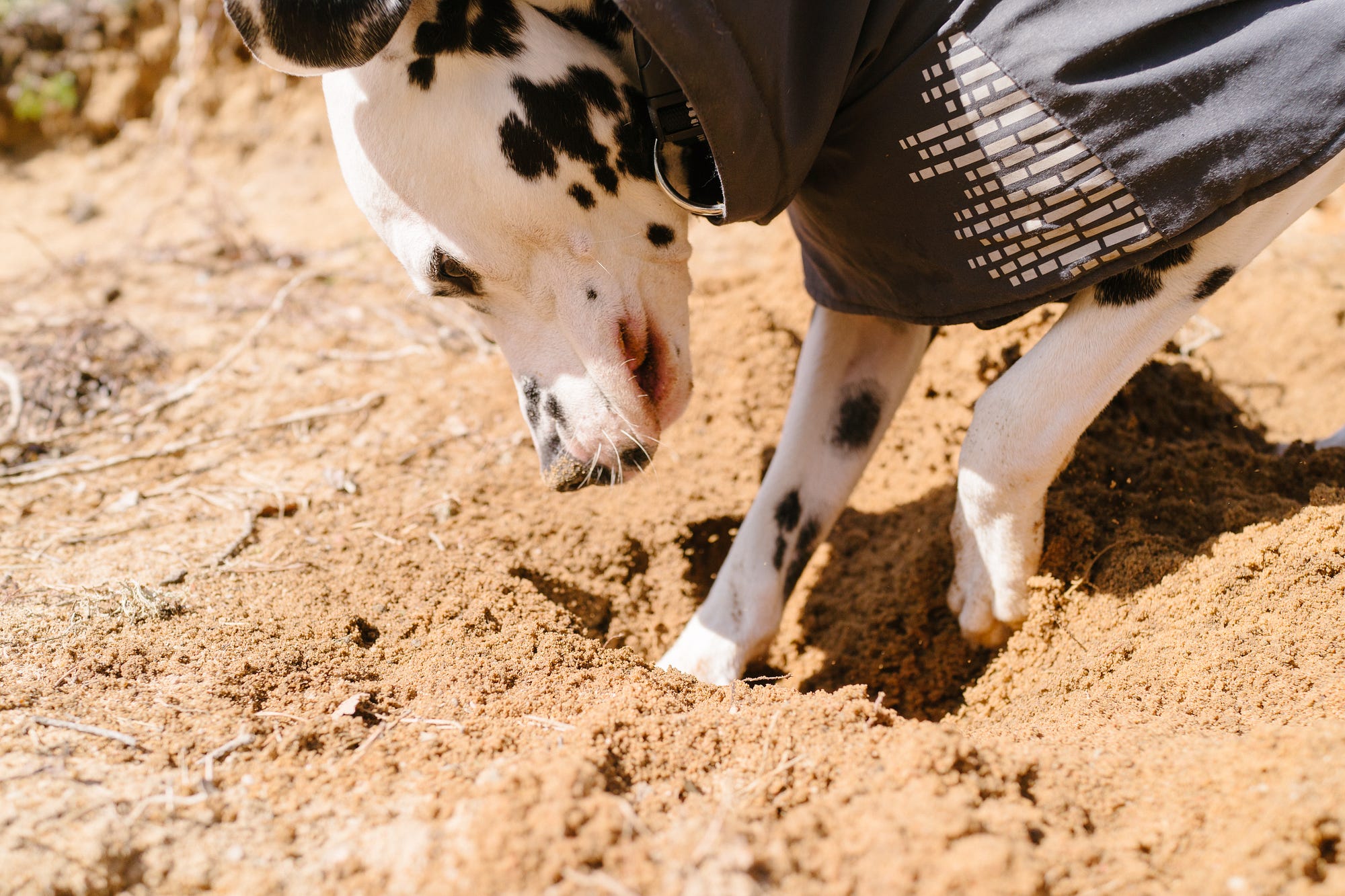 Life with a Dalmatian. – Marit Martin – Medium