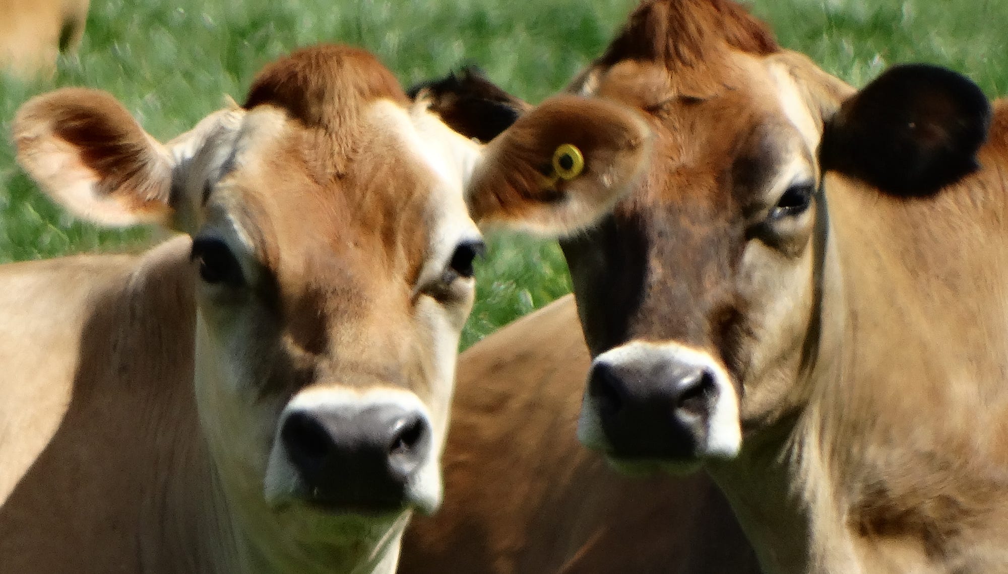 The two sacred cows of the right – Nine by Five Media – Medium