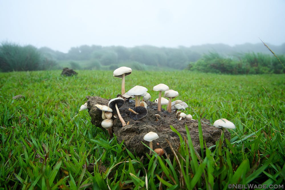 Cow shit & Mushrooms (intro) – ⚛️ Boltzmann Brain – Medium