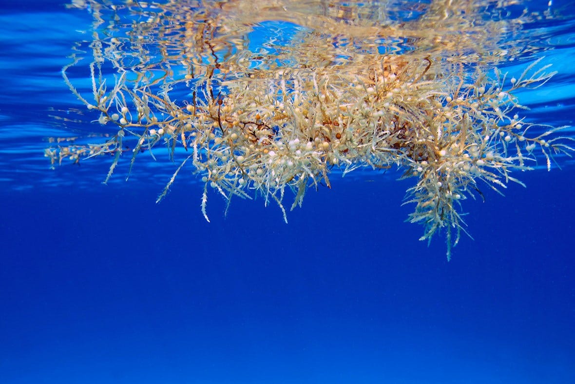 Sargasso Sea Plants Sargasso Sea – "OCEAN TREASURES"
