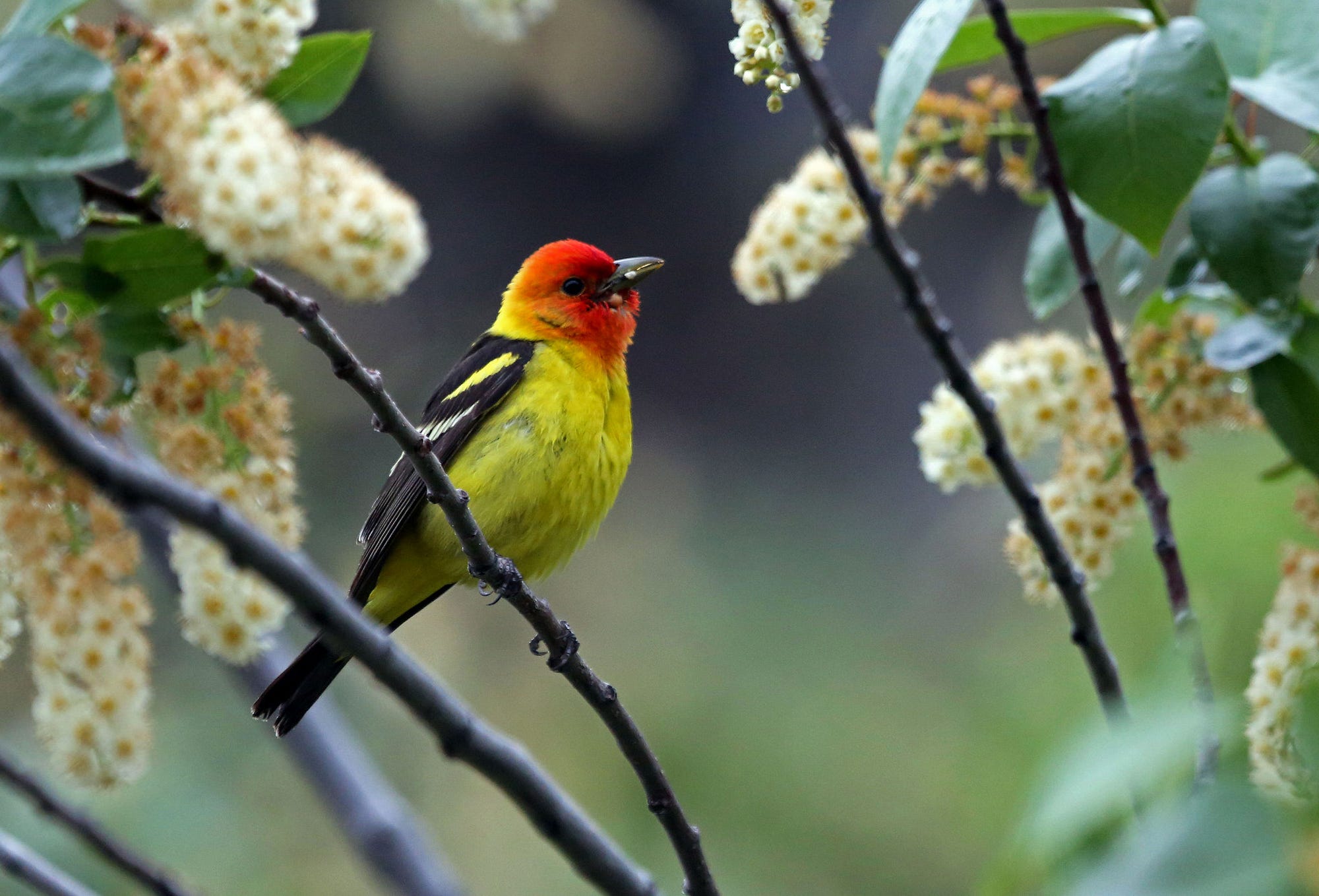 Featured Feathers: Western Tanager – U.S. Fish & Wildlife Service – Medium