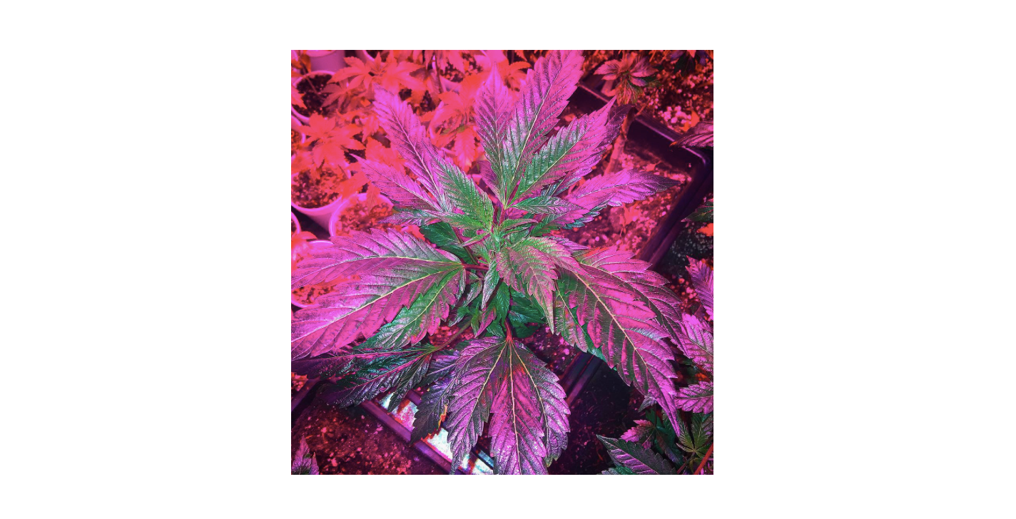 PRO FILES: GREEN TEAM GENETICS – Life Hack: Your Story, Experience, etc ...