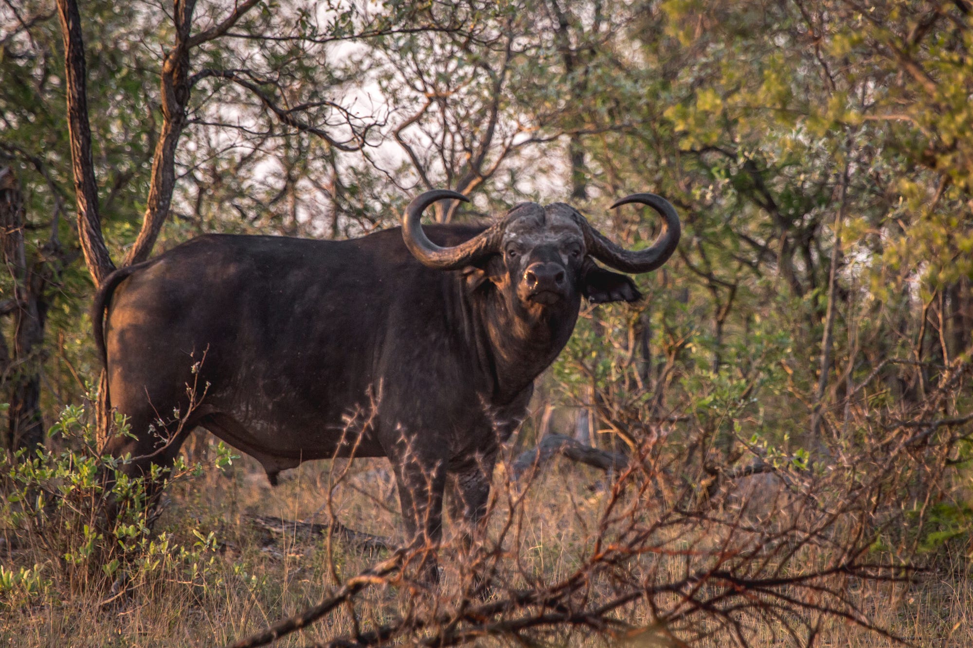 Cape buffalo in South Africa – The Hole Story