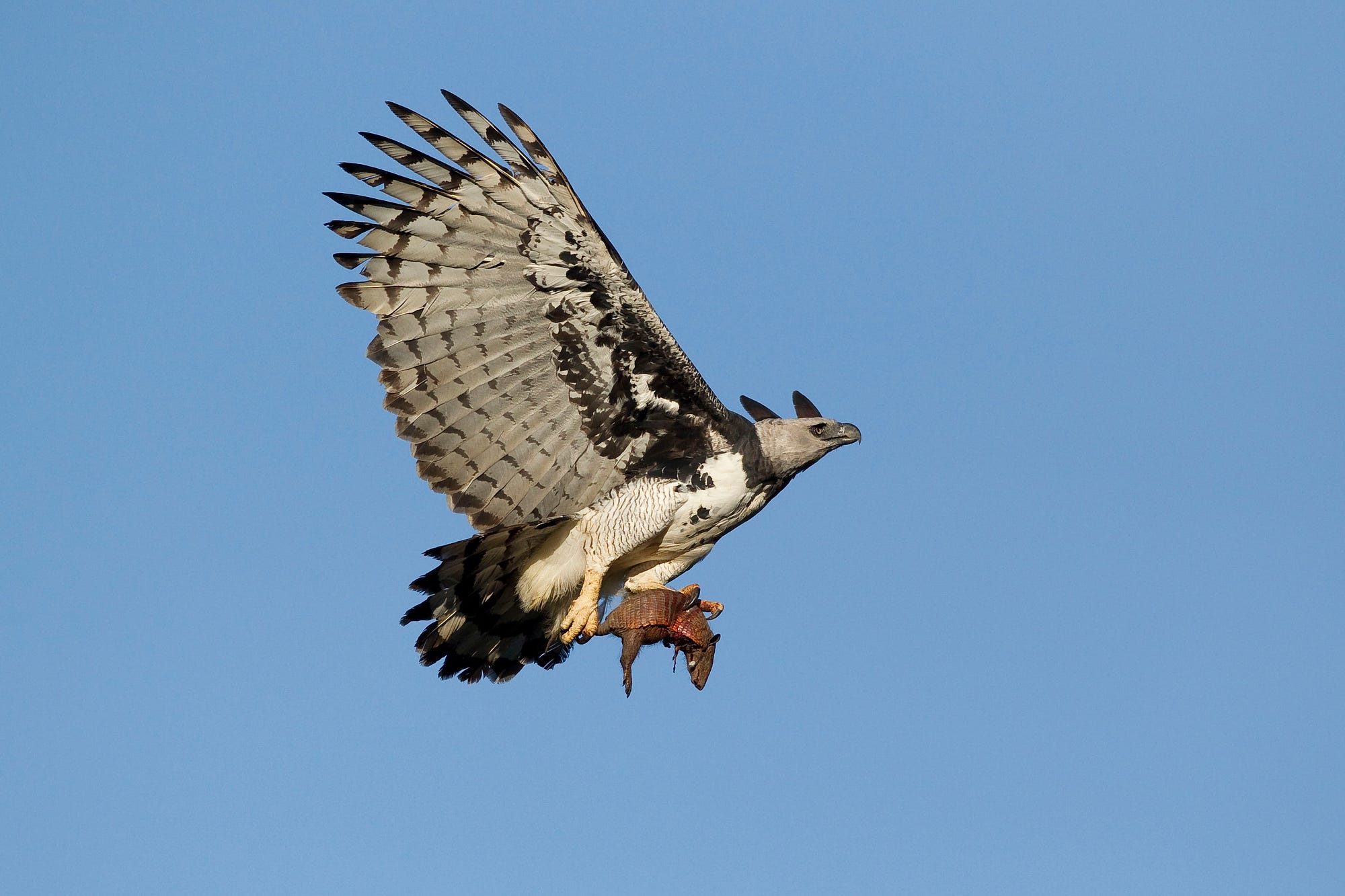 Harpia – Nitro - Histórias Visuais – Medium