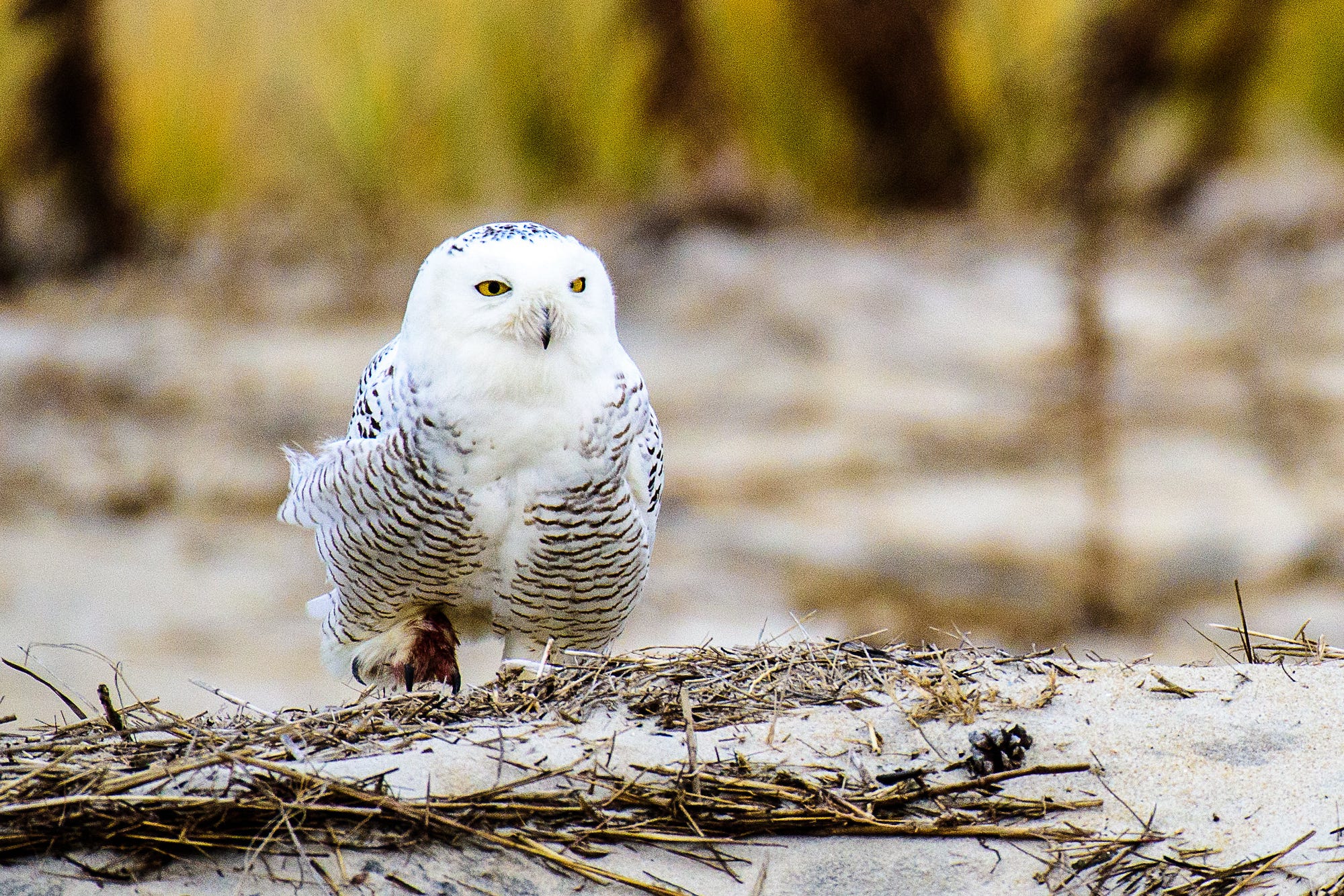 Photographing the Hauntingly Beautiful Snowy Owl – Updates from the U.S ...