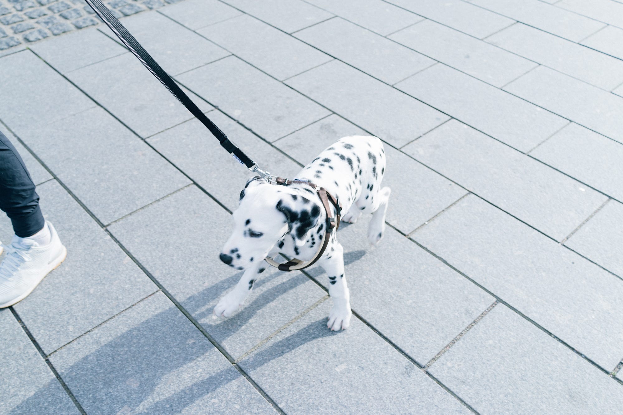 Life with a Dalmatian. – Marit Martin – Medium
